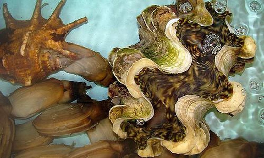 DU LỊCH MIỀN TÂY | VIETPROMOTION – Văn Hóa, ẩm thực, phong cảnh miền Tây